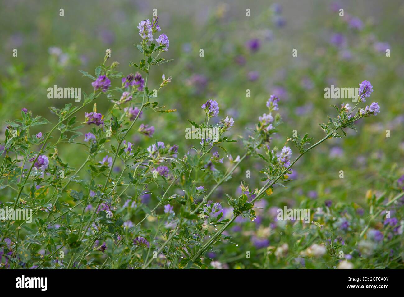 Purple clover flower hi-res stock photography and images - Alamy