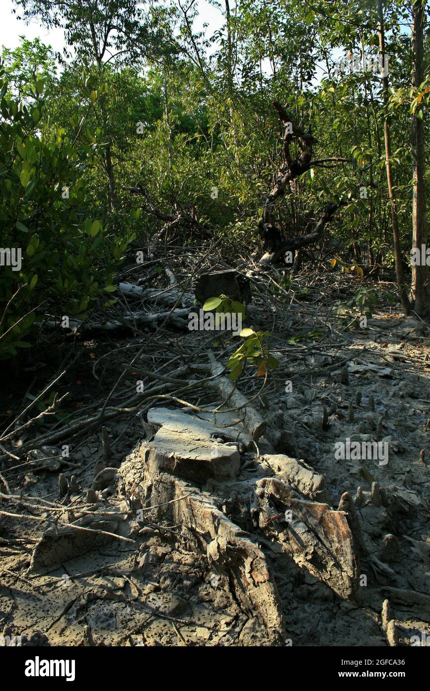 Deforestation. Trees cut down at a forest. Bangladesh Stock Photo - Alamy