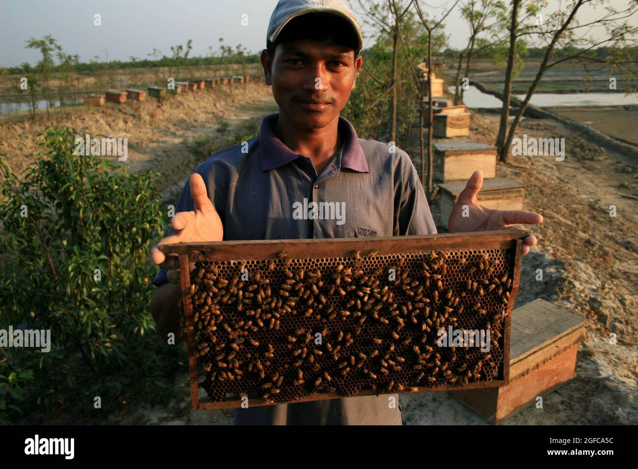 Bees in bangladesh hi-res stock photography and images - Alamy