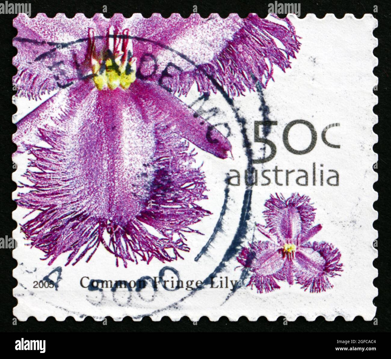 Fringe lily hi-res stock photography and images - Alamy