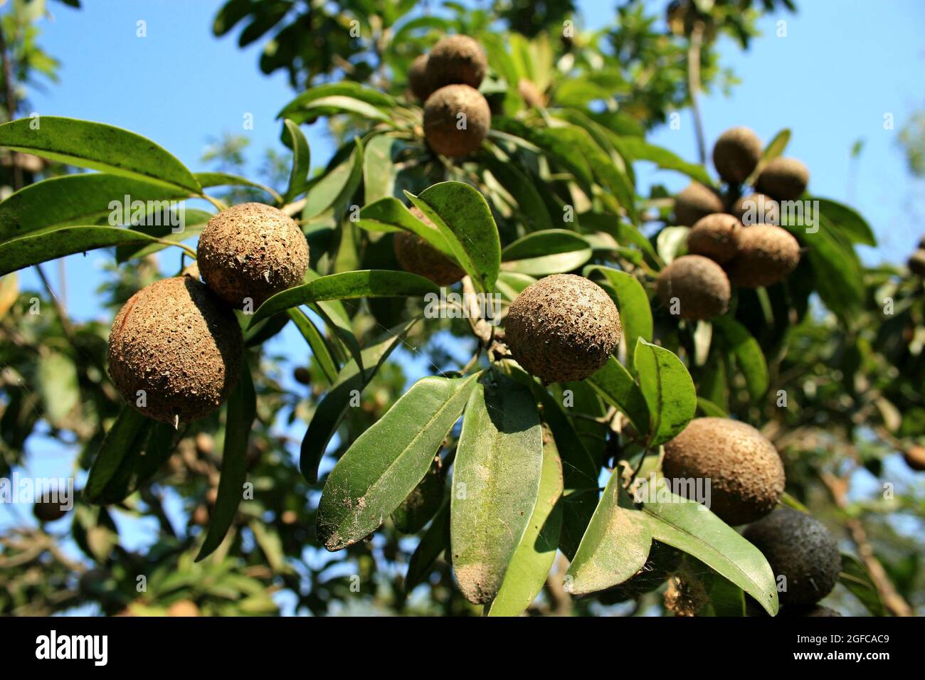 Sofeda(local fruit) is a popular summer fruit Stock Photo - Alamy
