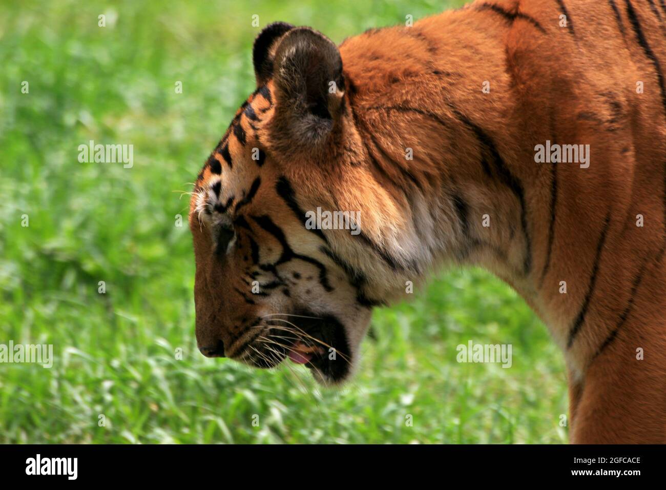 Heat wave in bangladesh hi-res stock photography and images - Alamy
