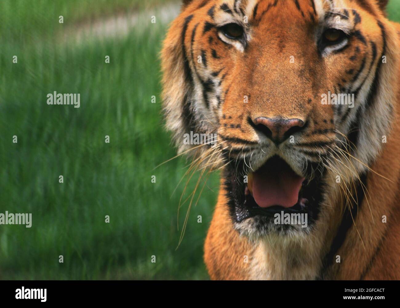 Royal bengal tiger bangladesh hi-res stock photography and images - Alamy