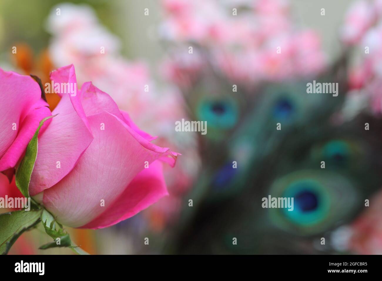 Peacock feather rose hi-res stock photography and images - Alamy