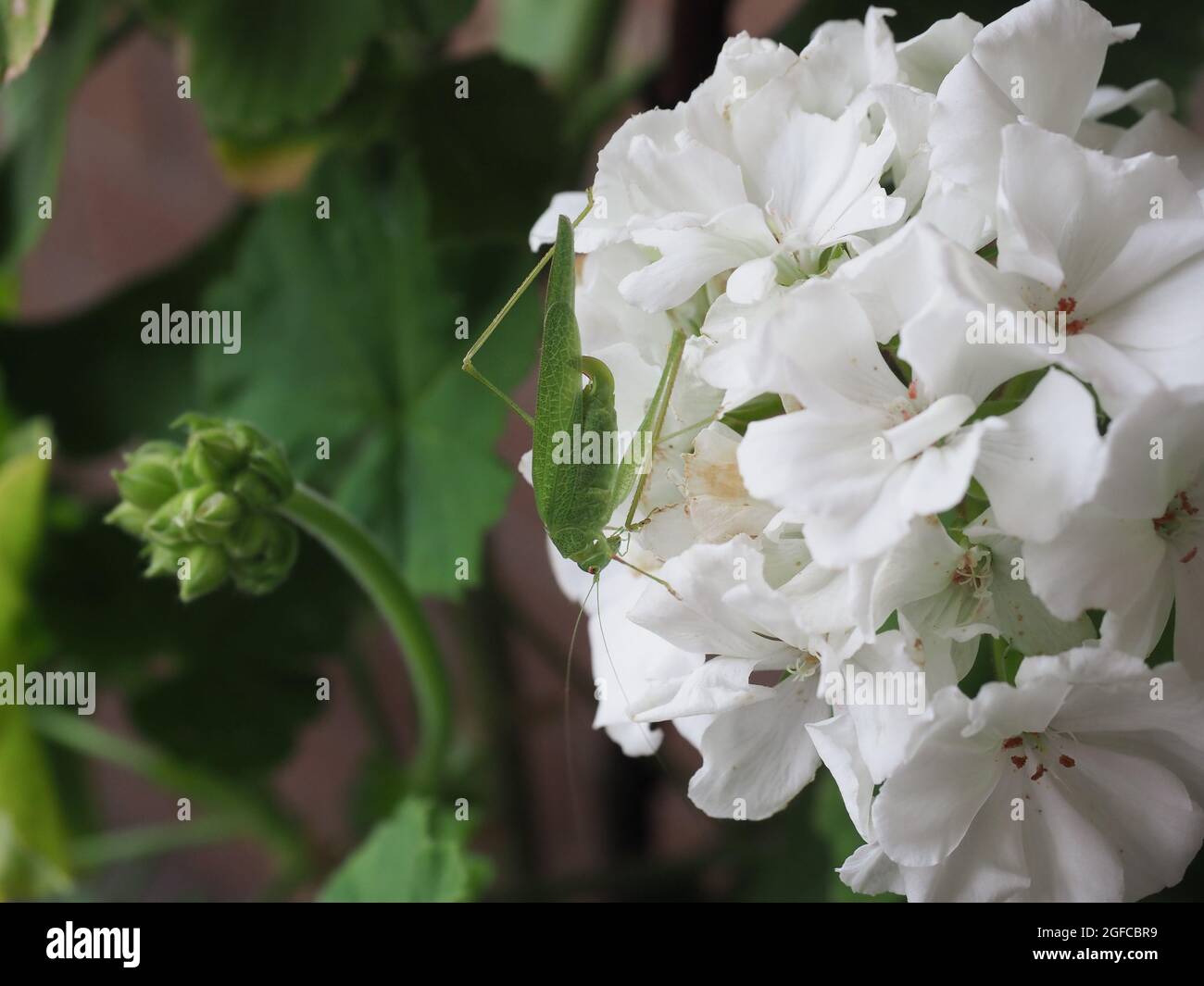 grasshopper (scientific name Orthoptera Caelifera) of animal class ...