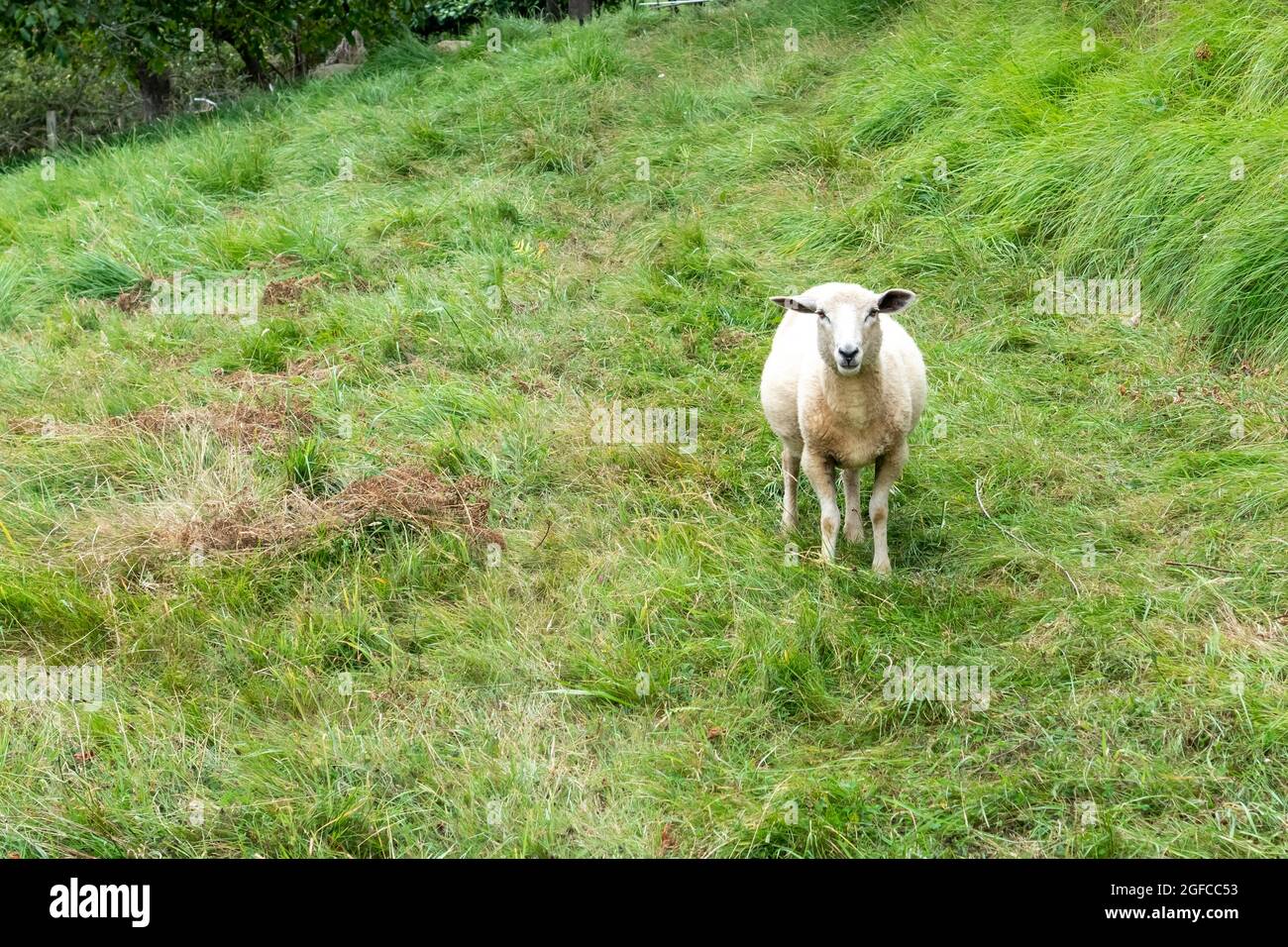 Sheep on paddock close hi-res stock photography and images - Alamy
