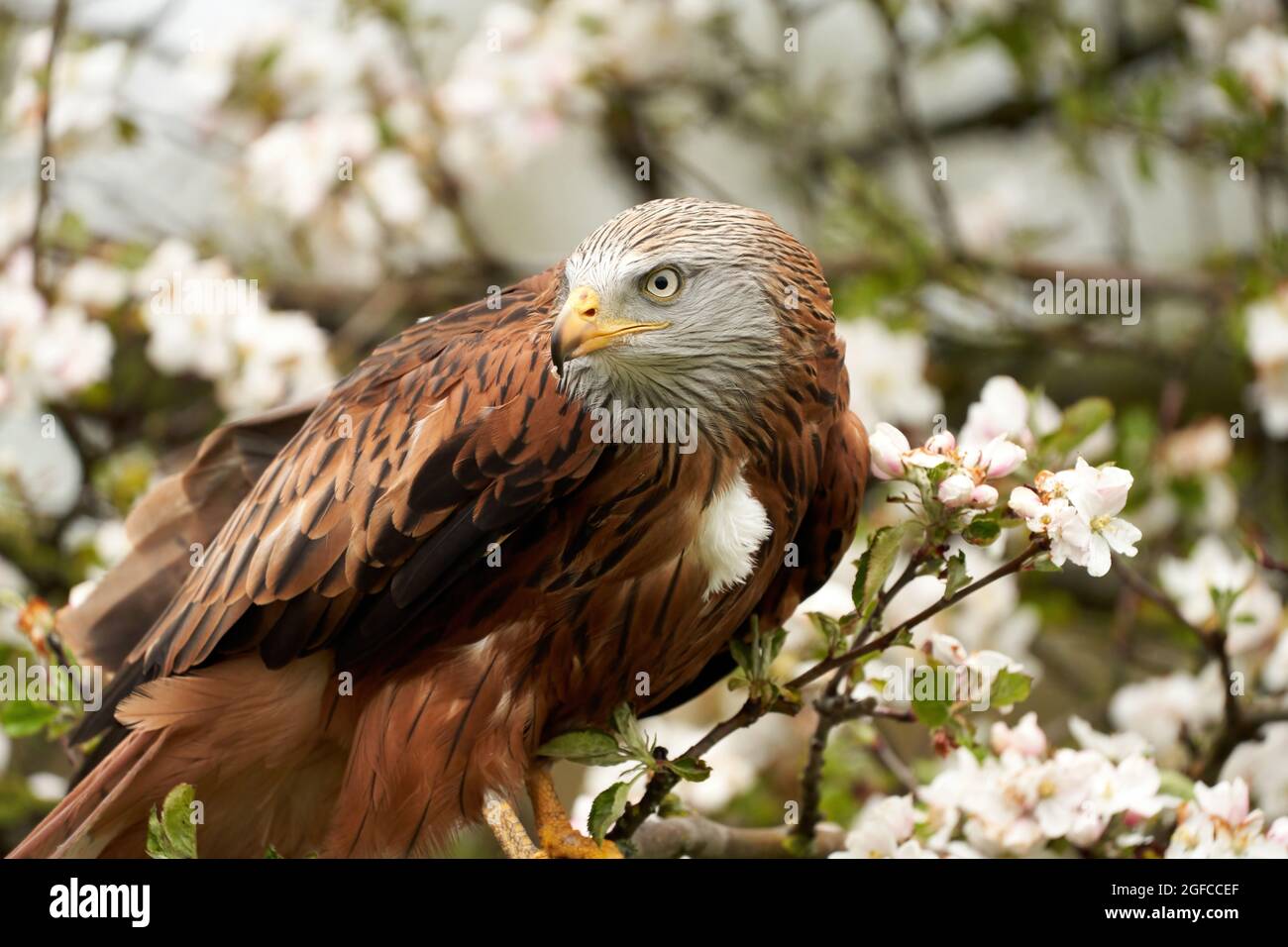 Red kite, sits on a stump in front of a fruit tree with white blossom ...