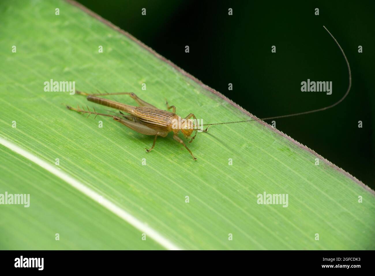 Crickets family hi-res stock photography and images - Alamy