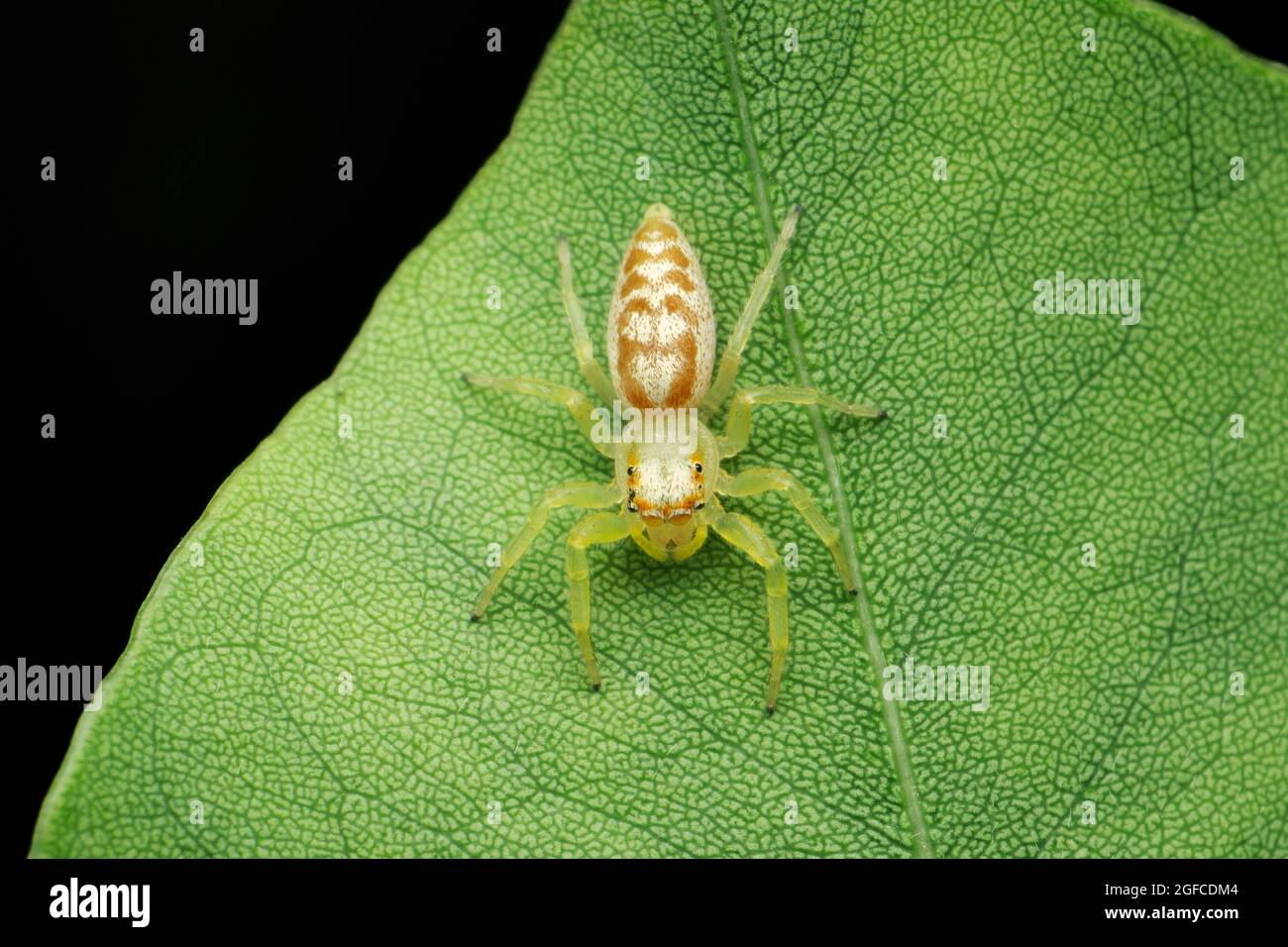 Pantropical jumping spider, Plexippus species, Satara, Maharashtra ...