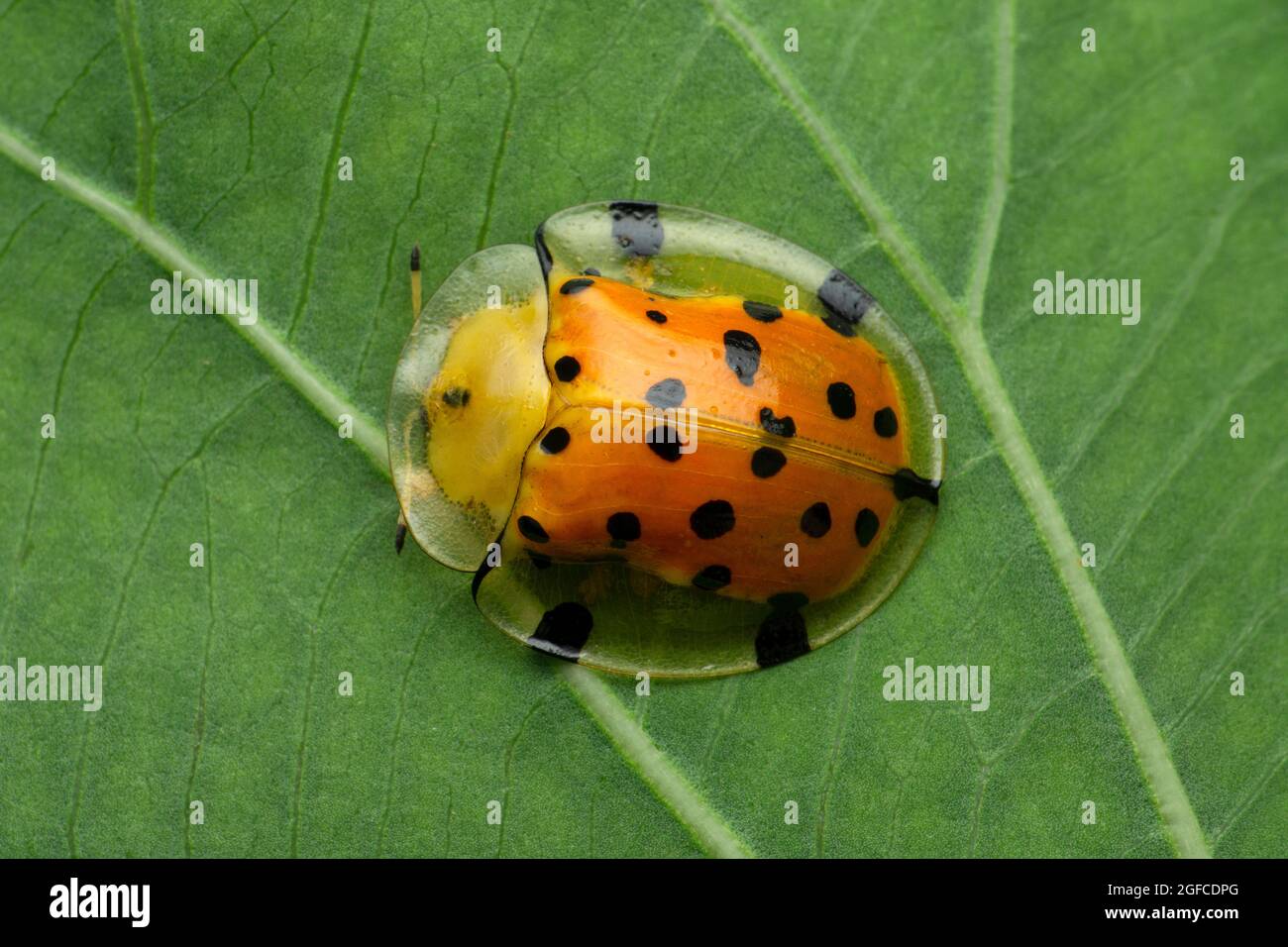 Tortoise beetle, Chelymorpha species, Satara, Maharashtra, India Stock ...