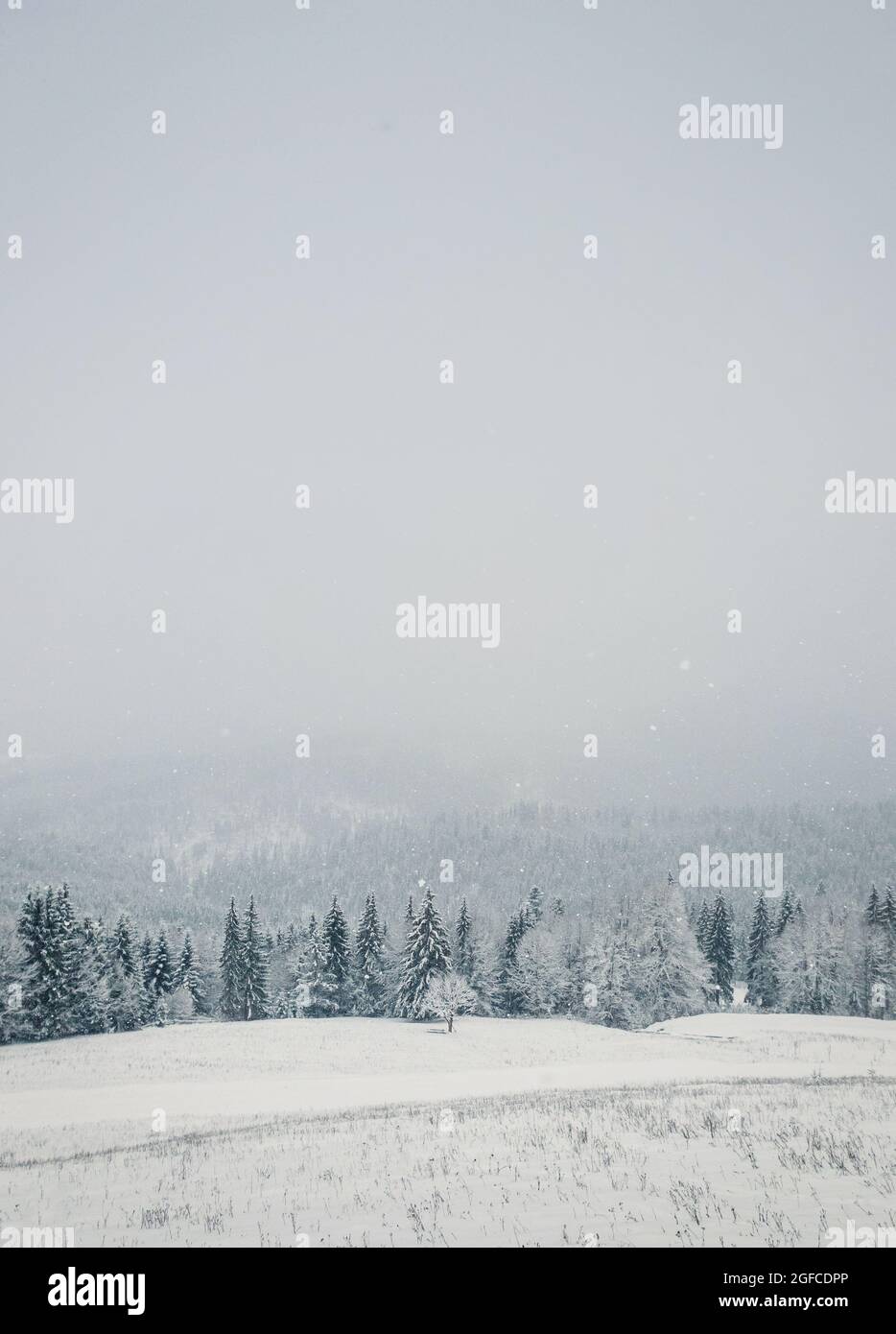 Snowscape foggy forest mountain background hi-res stock photography and ...