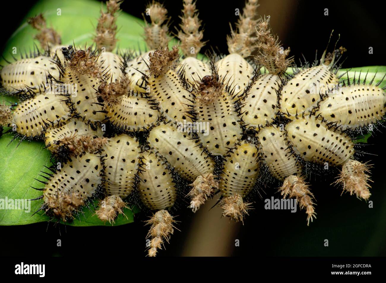 Tortoise beetle larvae, Chelymorpha species, Satara, Maharashtra, India ...