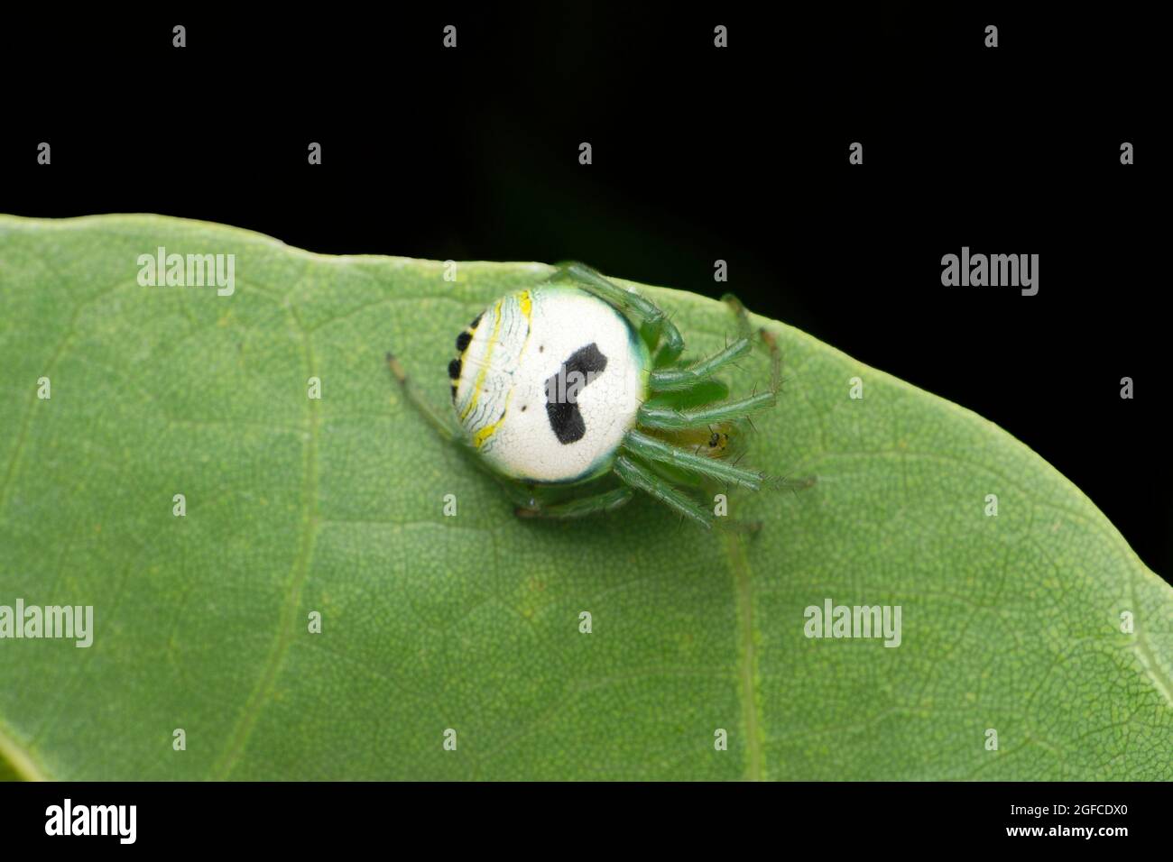 Araneus mitificus, commonly known as the kidney garden spider or pale ...