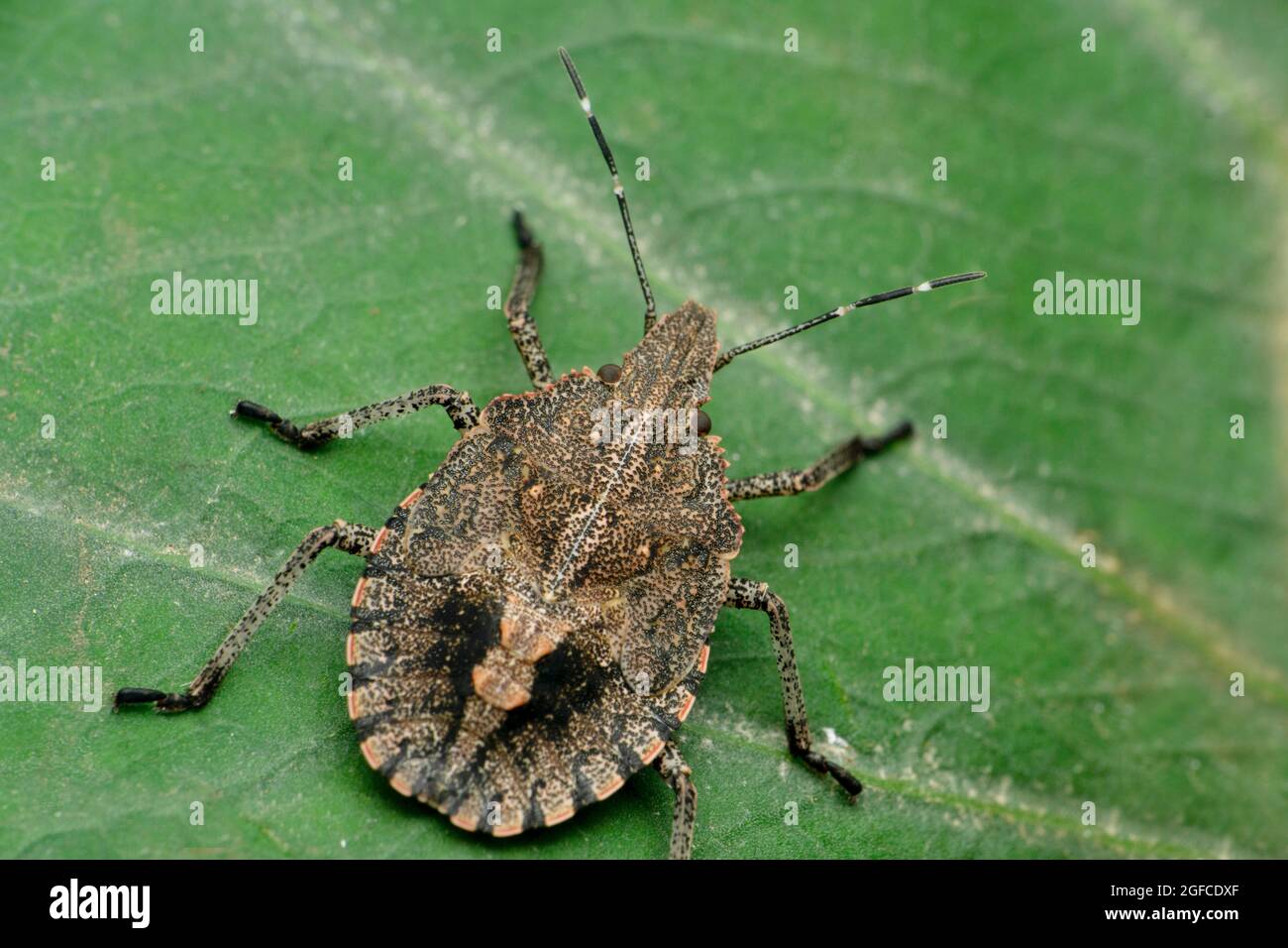 Brown marmorated stink bug, Halyomorpha halys, Satara, Maharashtra ...