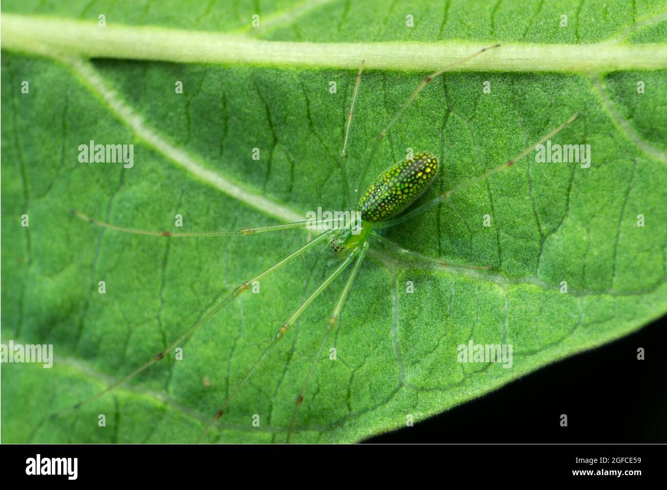 Green long legged spider, Tetragnatha species, Satara, Maharashtra ...