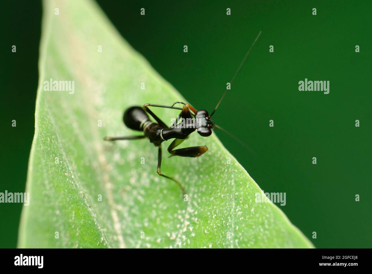 Ant mimic preying mantis hi-res stock photography and images - Alamy
