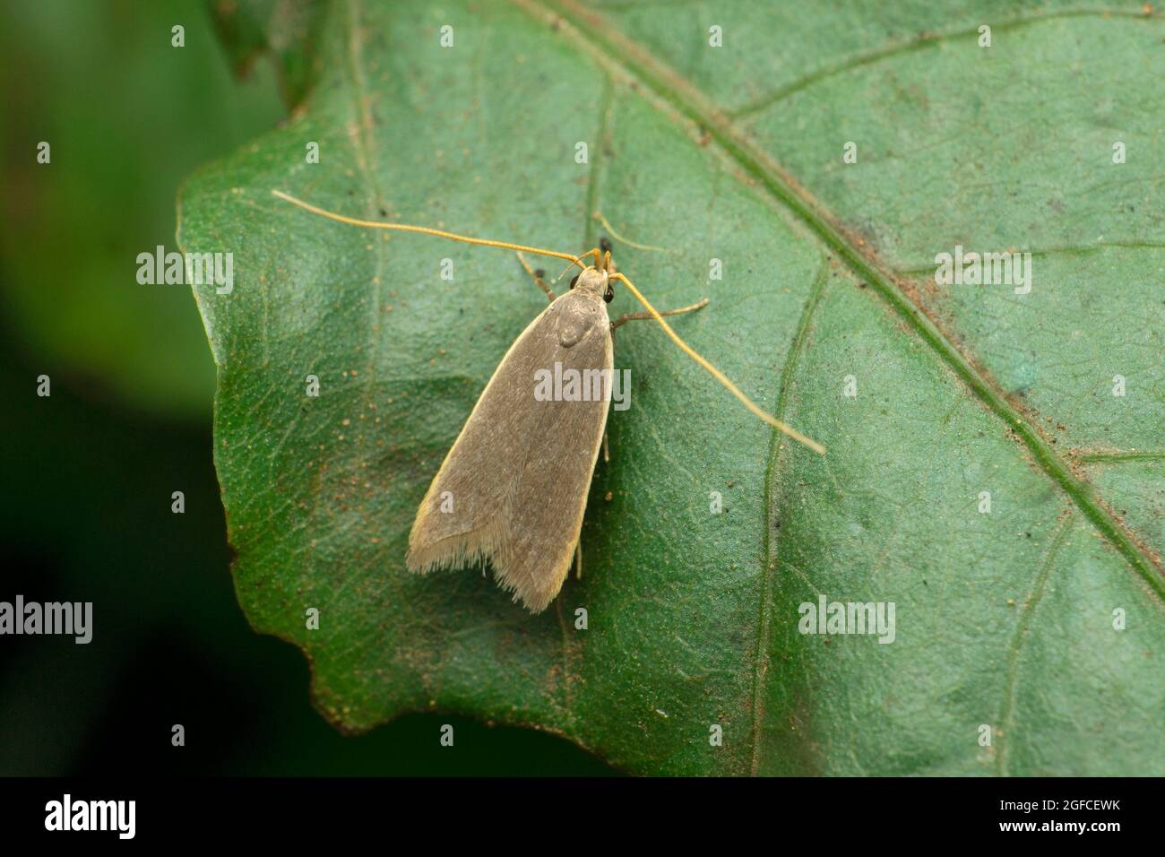Light brown apple moth, Epiphyas postvittana, Satara, Maharashtra ...