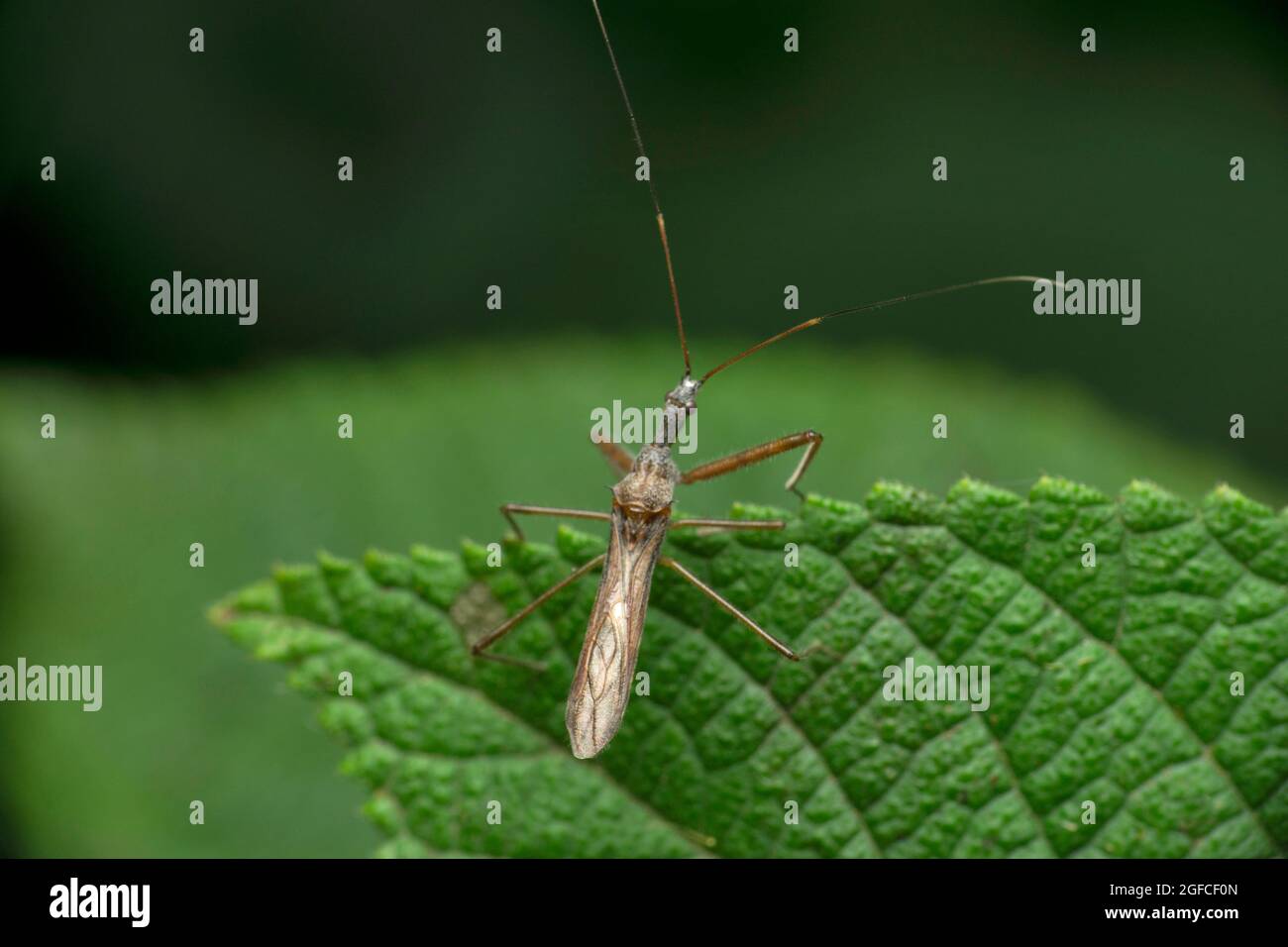Slender legs leggy hi-res stock photography and images - Alamy