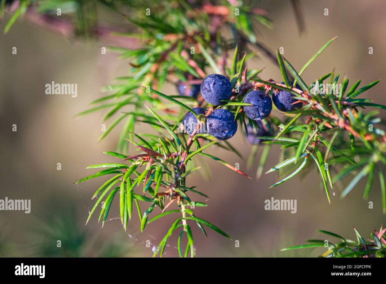 Juniper tree detail hi-res stock photography and images - Alamy