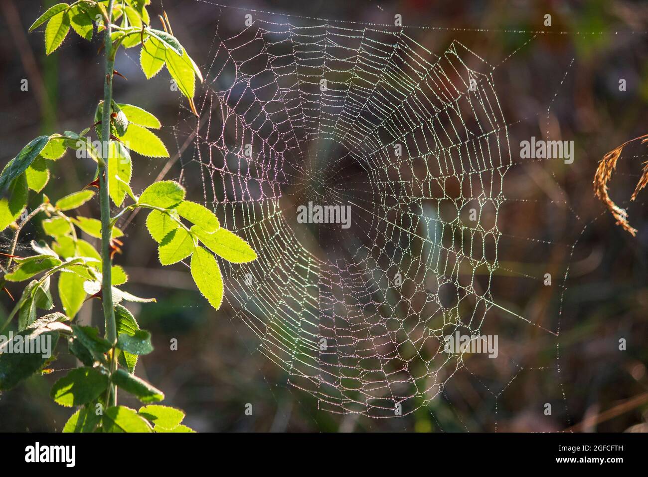 The Fine Art of Spider Webs Stock Photo - Alamy