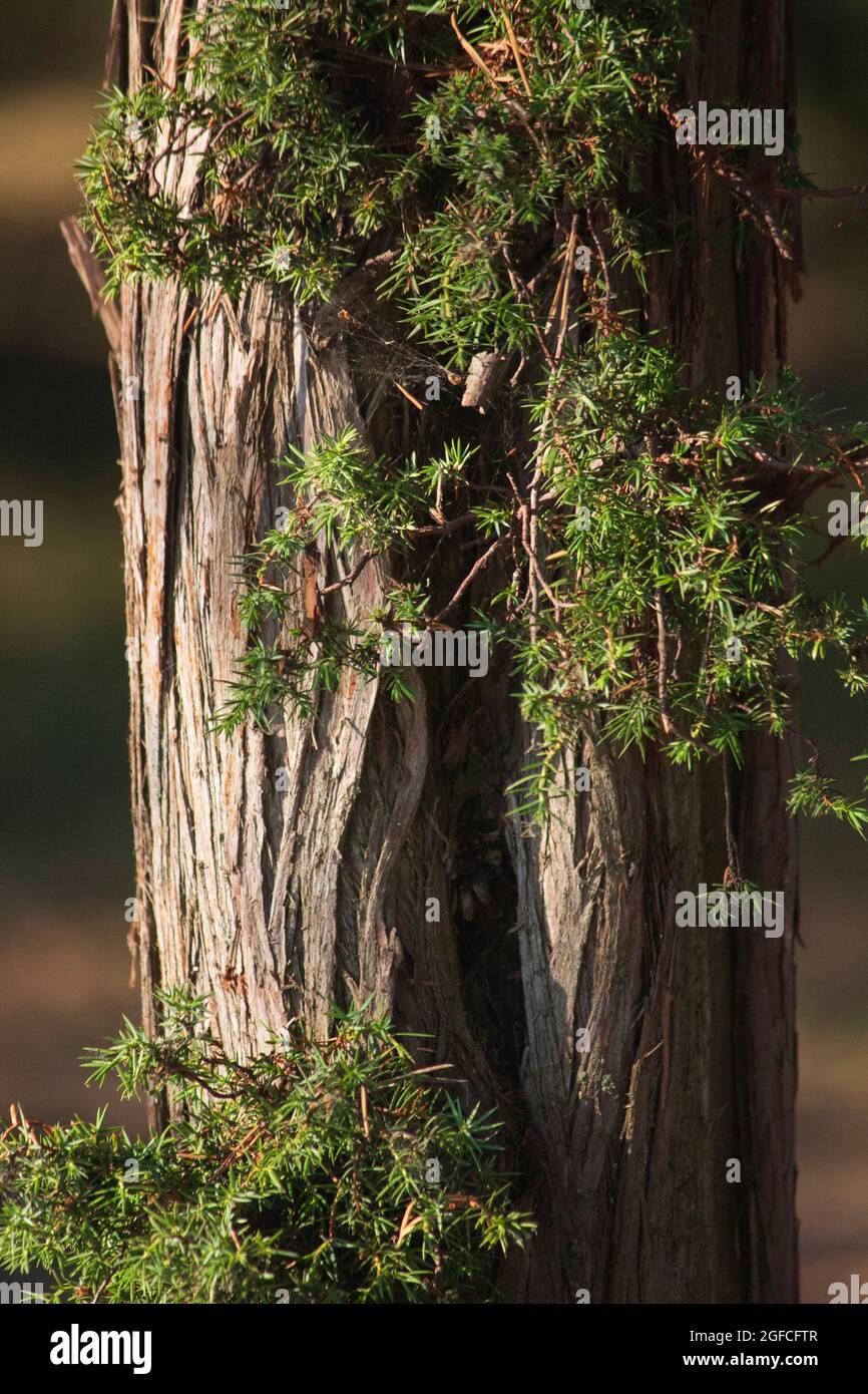 Juniper bark texture hi-res stock photography and images - Alamy