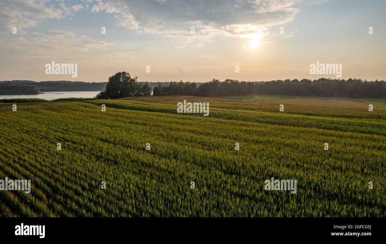 Corn field agriculture under a sunset sky. Green nature. Rural farm ...