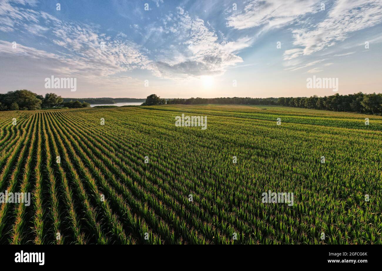 Aerial panoramic view taken by a drone of a Corn field agriculture ...