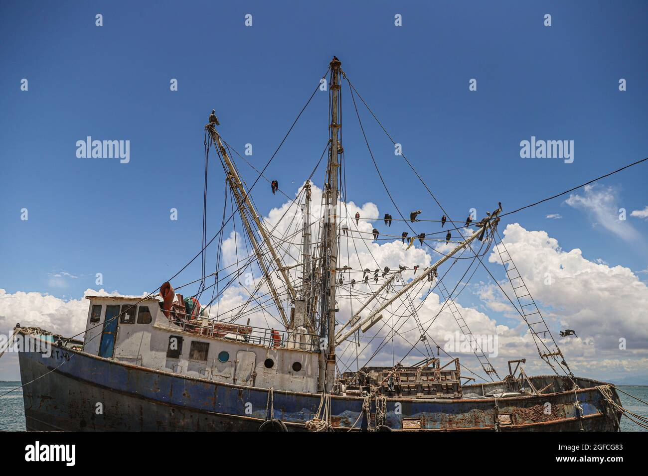 marine birds front on the mast ship Yavaros. Yavaros-Moroncarit are ...