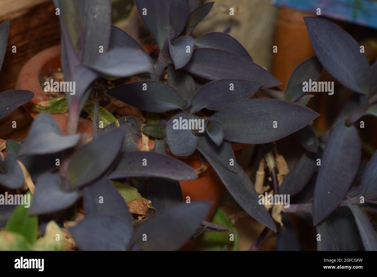 Purple tradescantia pot without flowers Stock Photo - Alamy