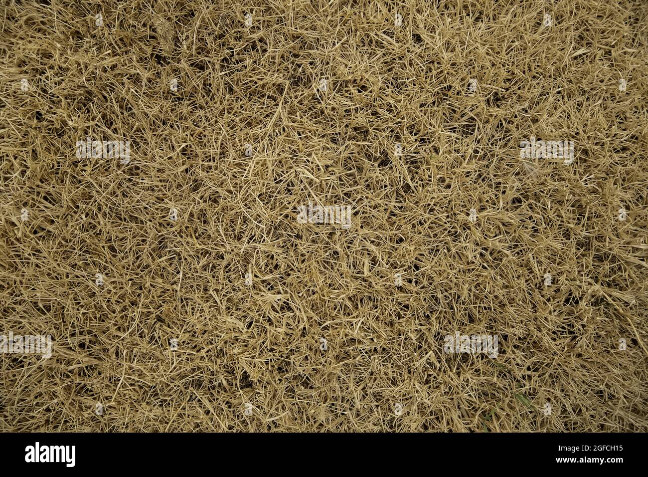 Detail of an abandoned and uncared for lawn Stock Photo - Alamy