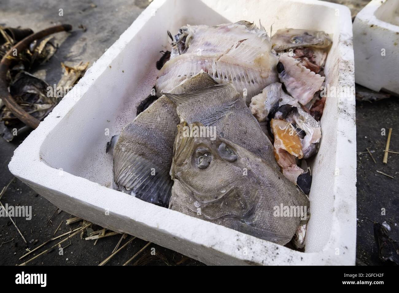 Detail of expired fish thrown in the street, food for stray cats Stock ...