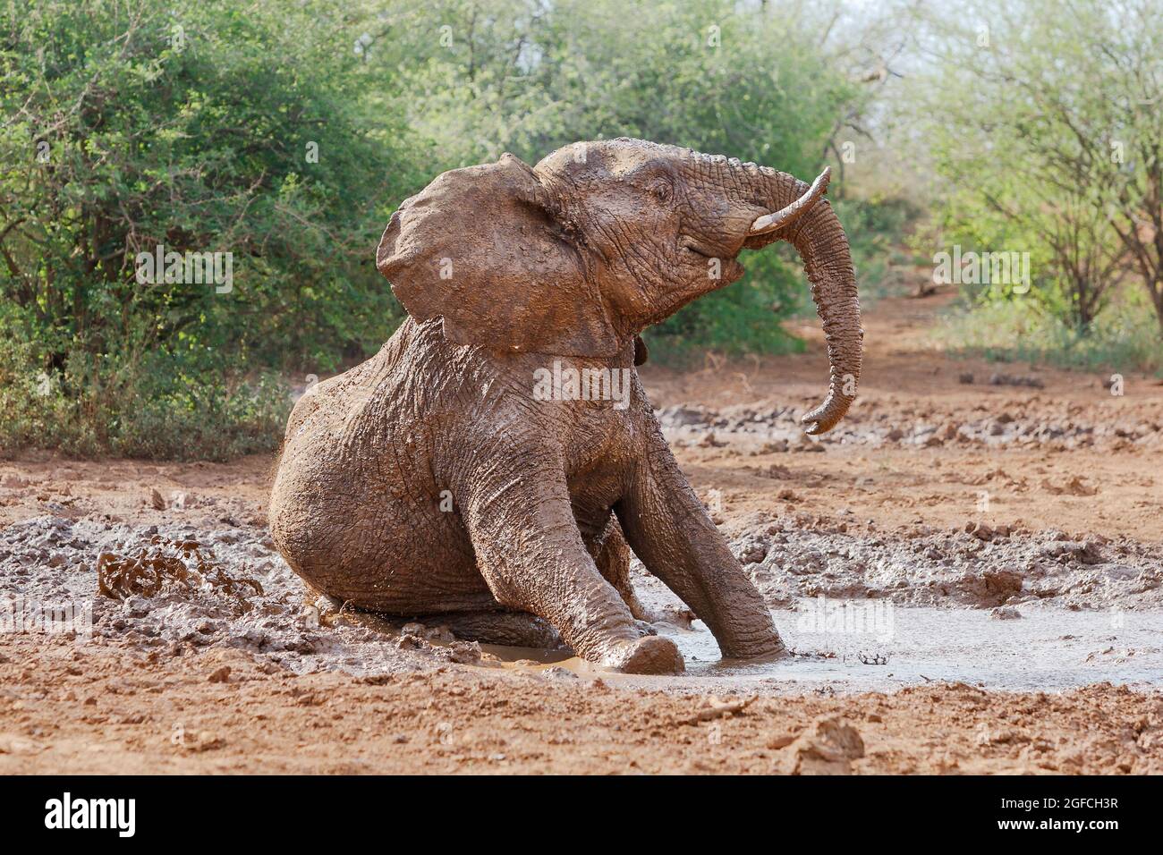 Elephant rolling dirt hi-res stock photography and images - Alamy
