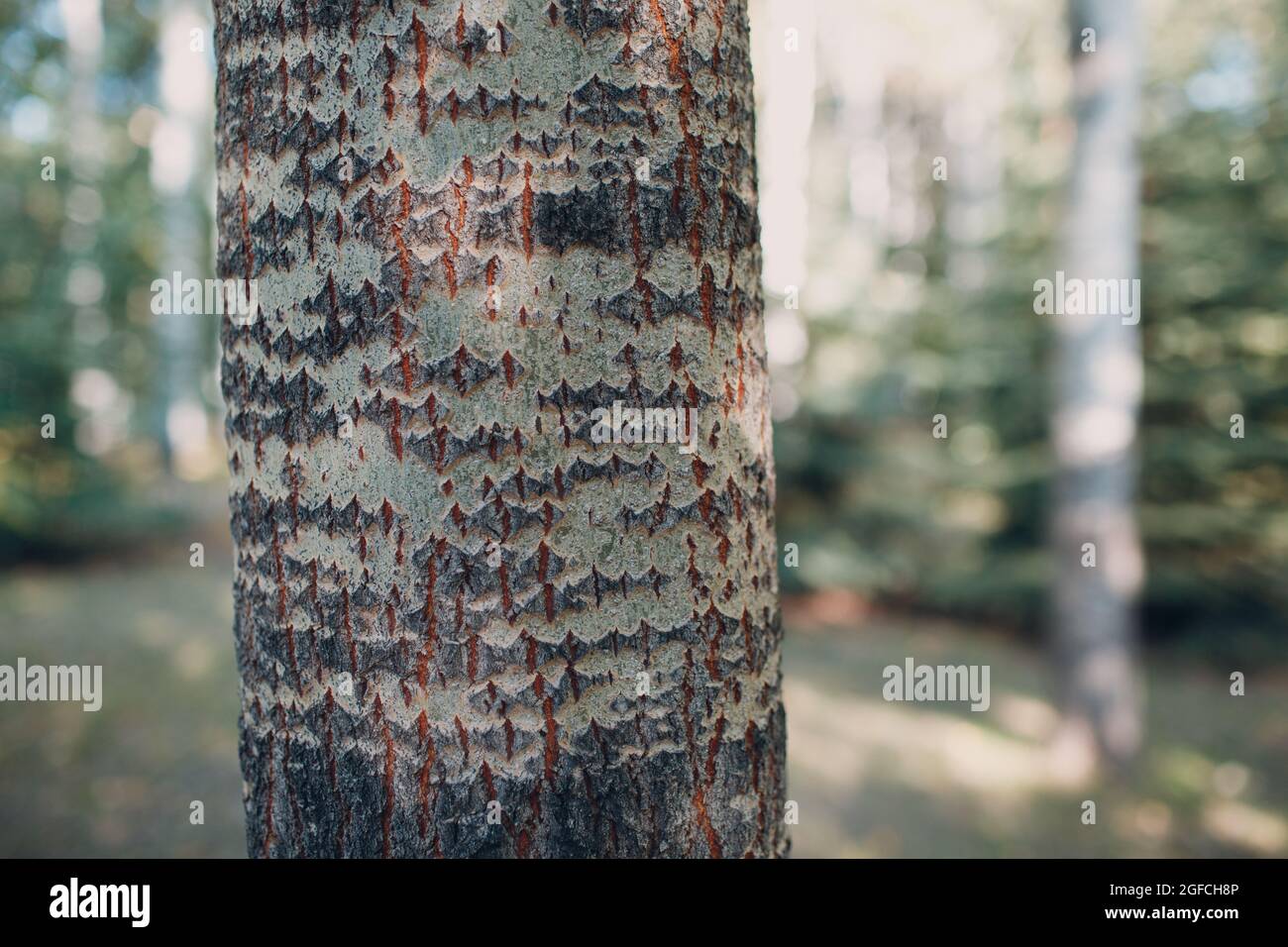 Tree bark pattern texture in the forest at summer Stock Photo - Alamy