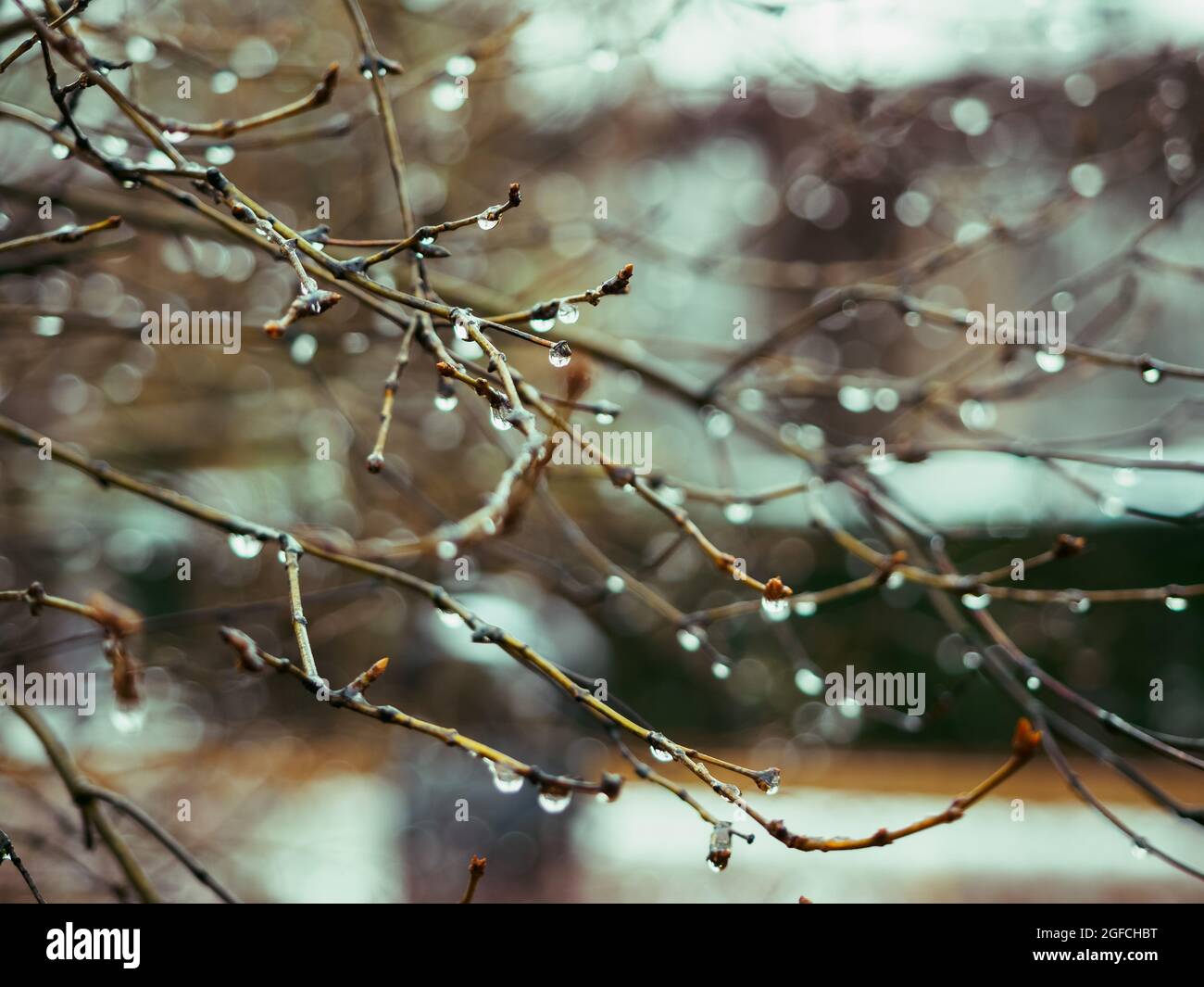 Rain tree branch hi-res stock photography and images - Alamy