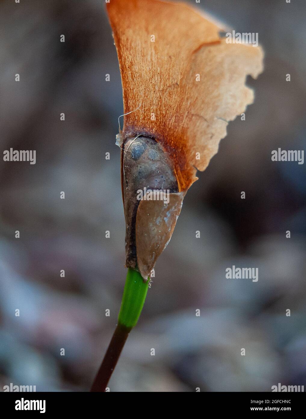 germinating cedar pinion. Cedrus atlantica Stock Photo - Alamy