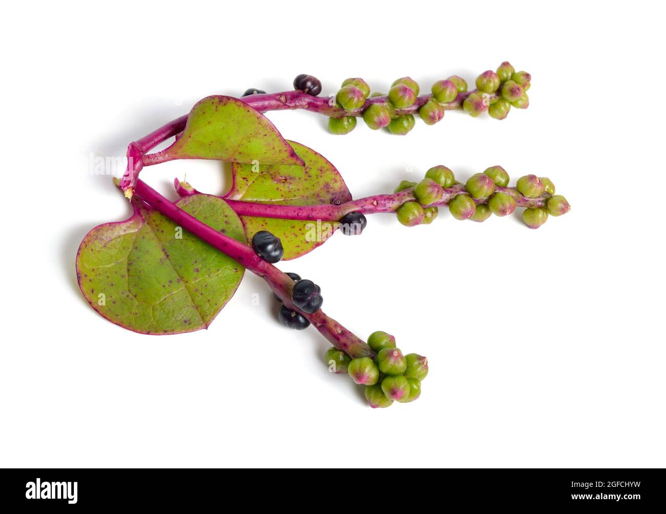 Basella alba or including Malabar spinach, vine spinach, and Ceylon ...