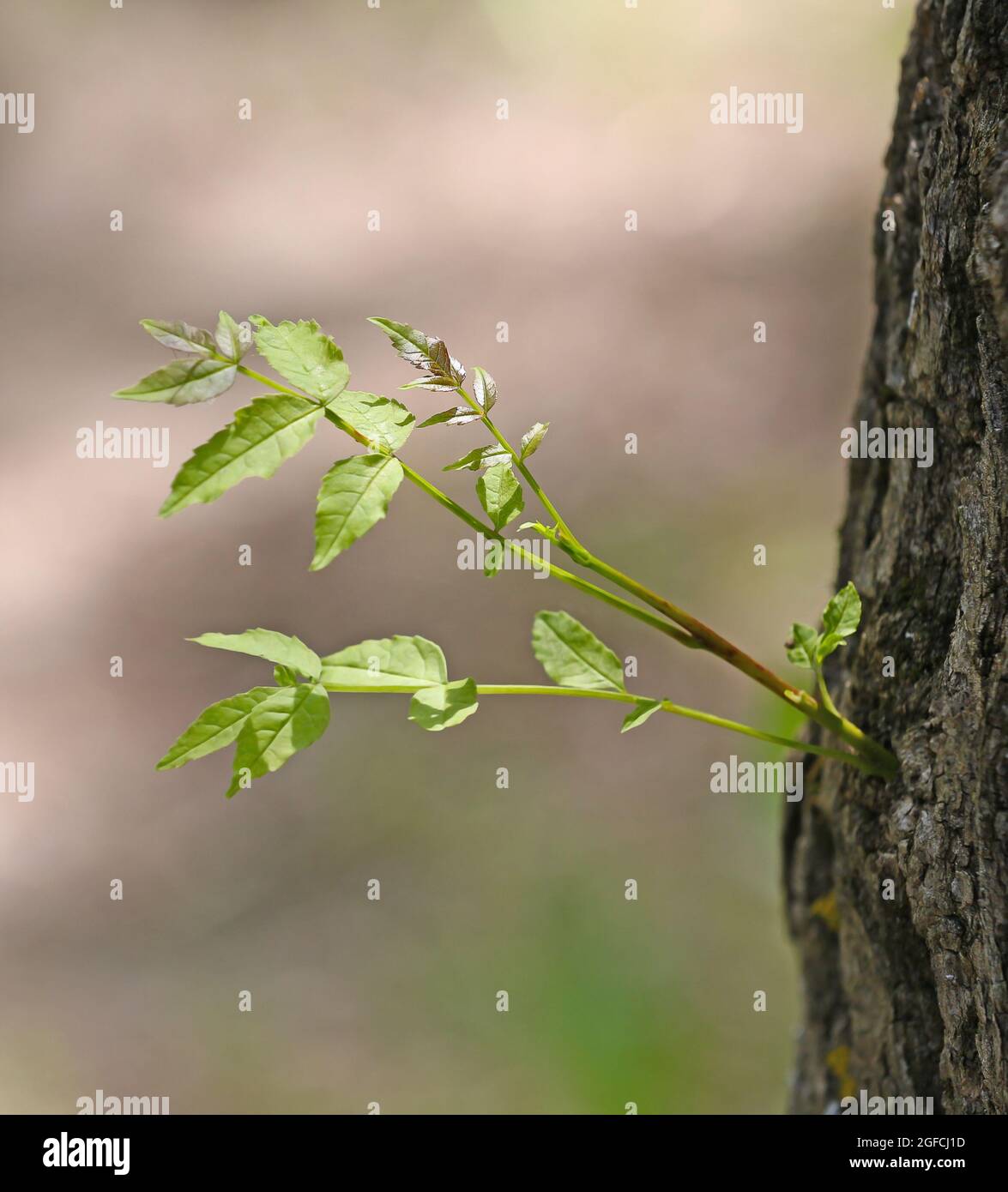 Tree trunk with green branch Stock Photo - Alamy