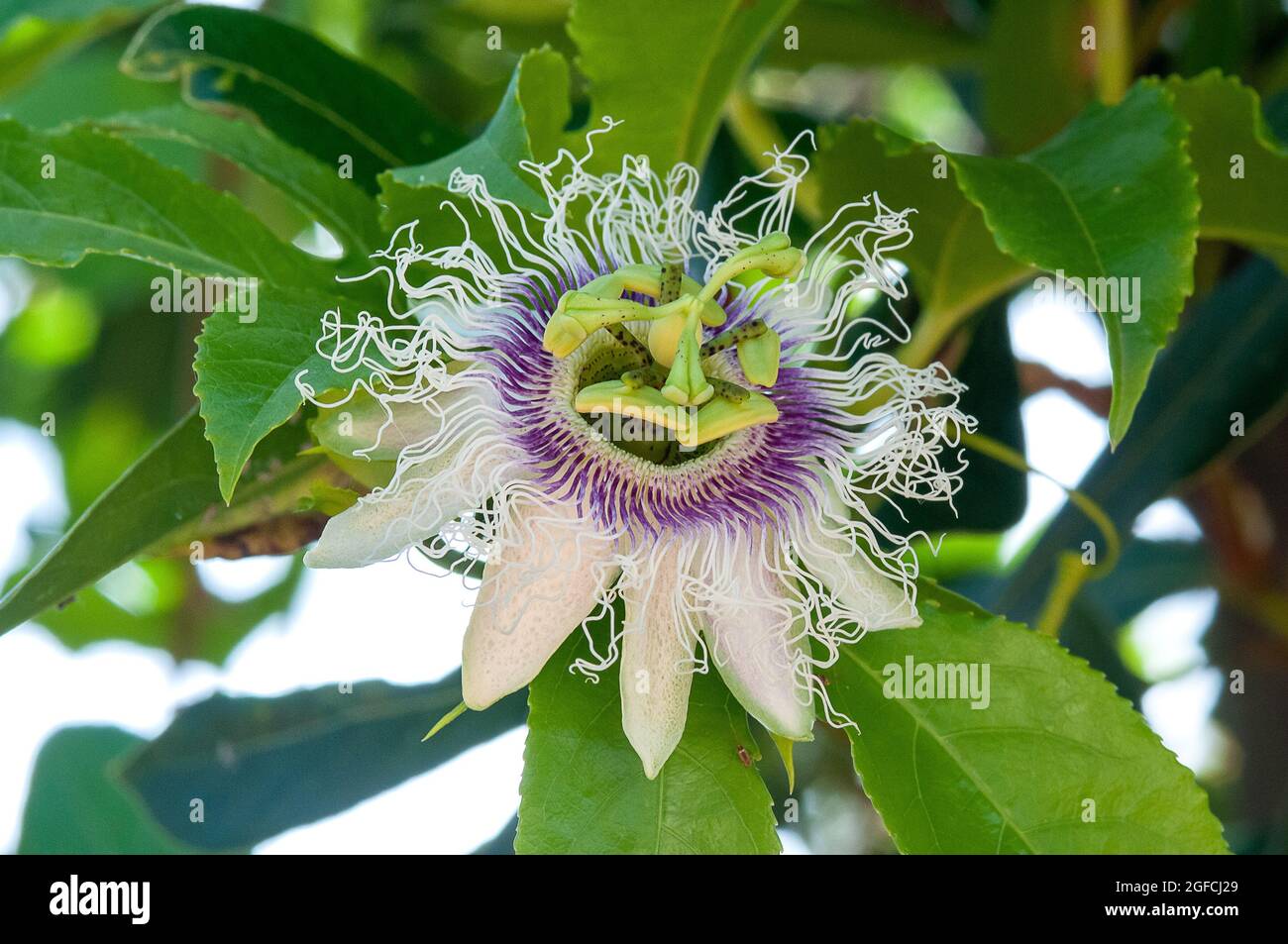 Mburucuya passiflora edulis hi-res stock photography and images - Alamy