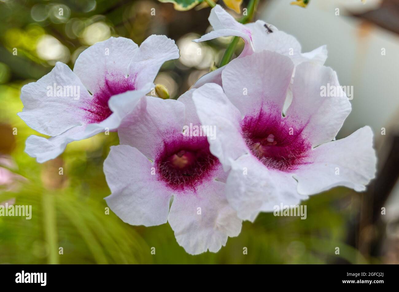 Climbing bower vine pandorea jasminoides hi-res stock photography and ...