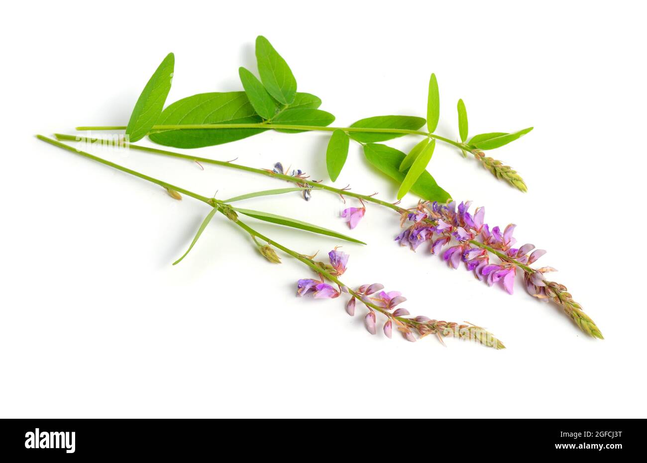 Canada tick trefoil desmodium canadense Cut Out Stock Images & Pictures ...