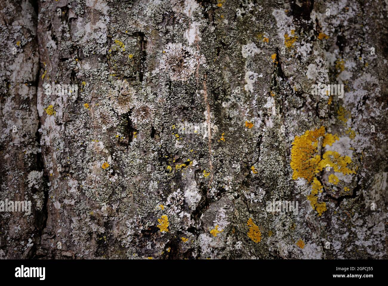 Old tree trunk texture background Stock Photo - Alamy