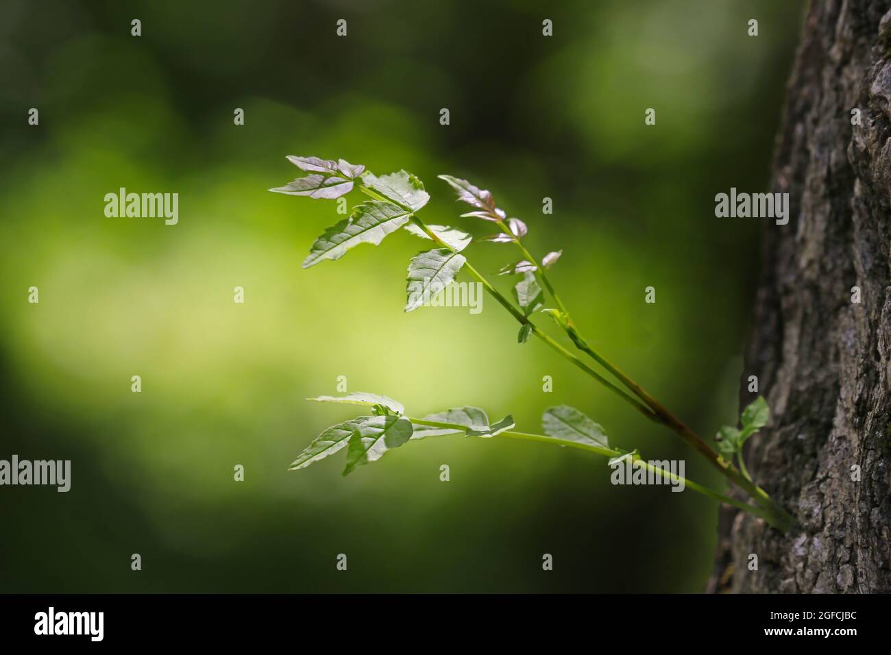 Tree trunk with green branch Stock Photo - Alamy
