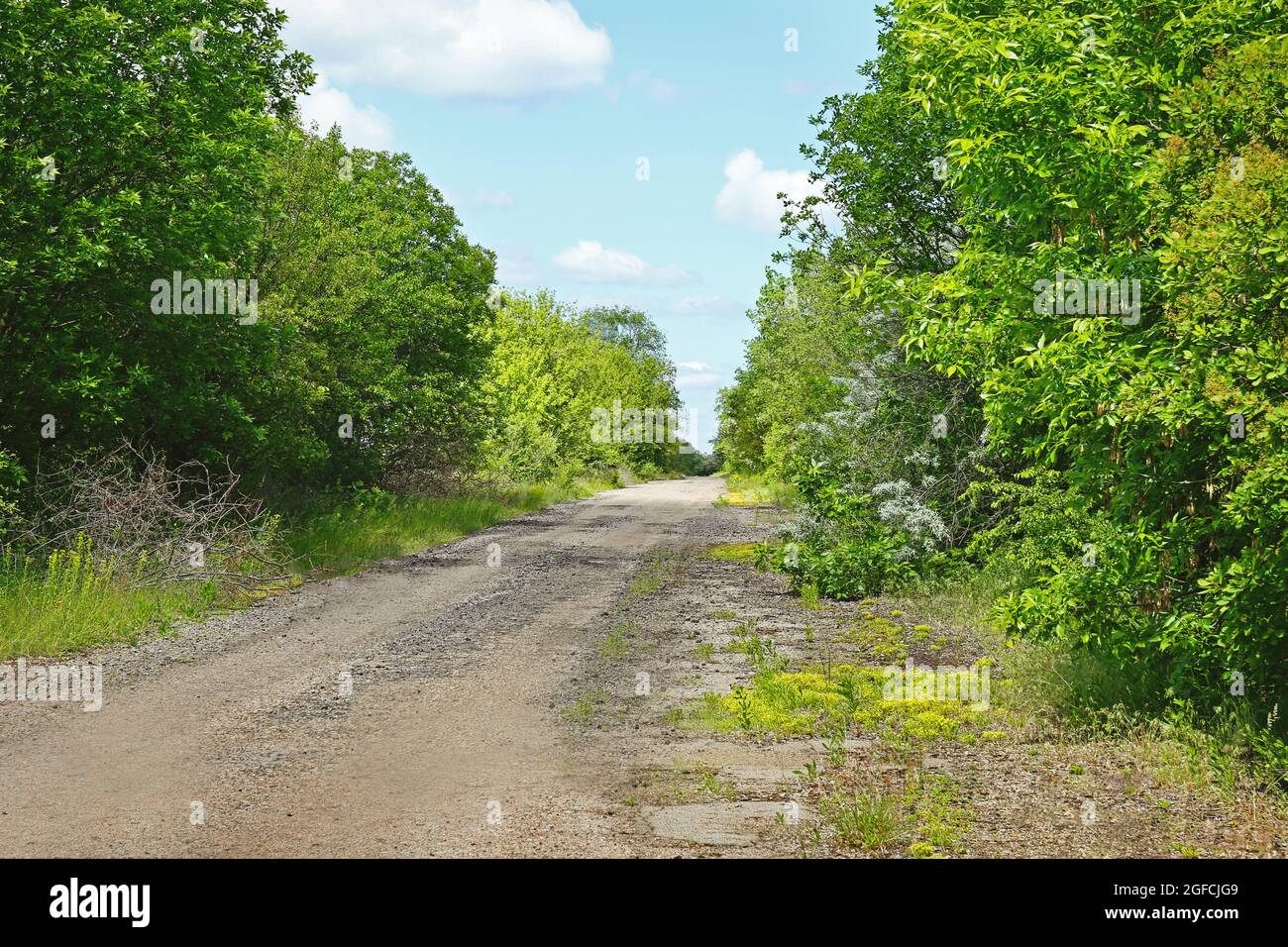 Dirt road in spring forest in daytime Stock Photo - Alamy