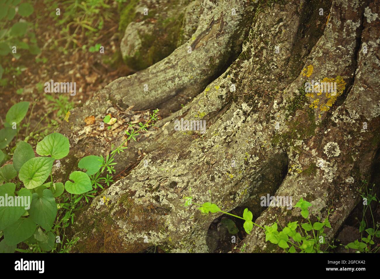 Tree trunk roots with carvings Stock Photo - Alamy