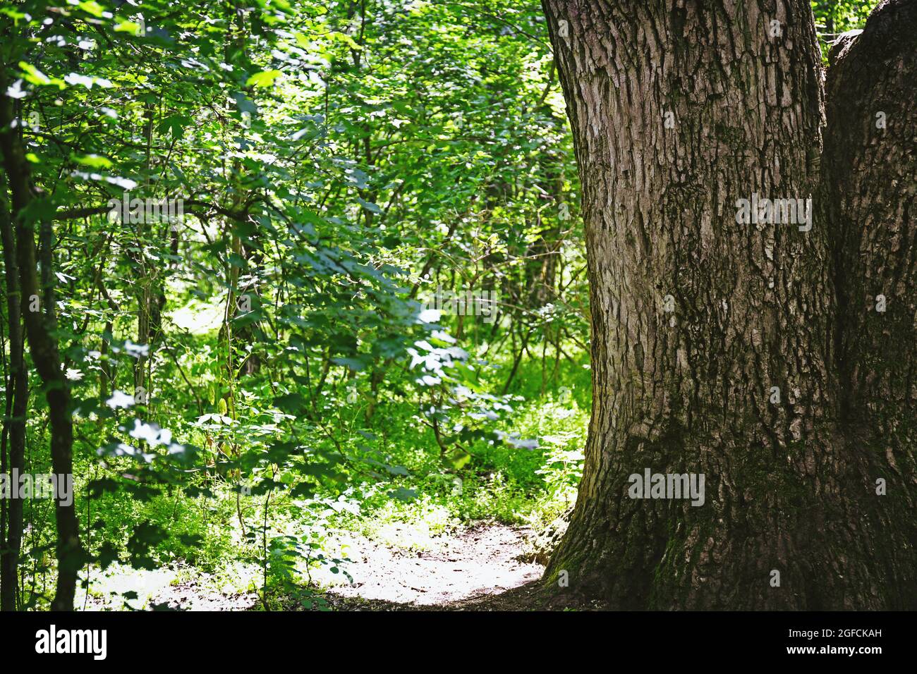 Green forest with old and new trees Stock Photo - Alamy