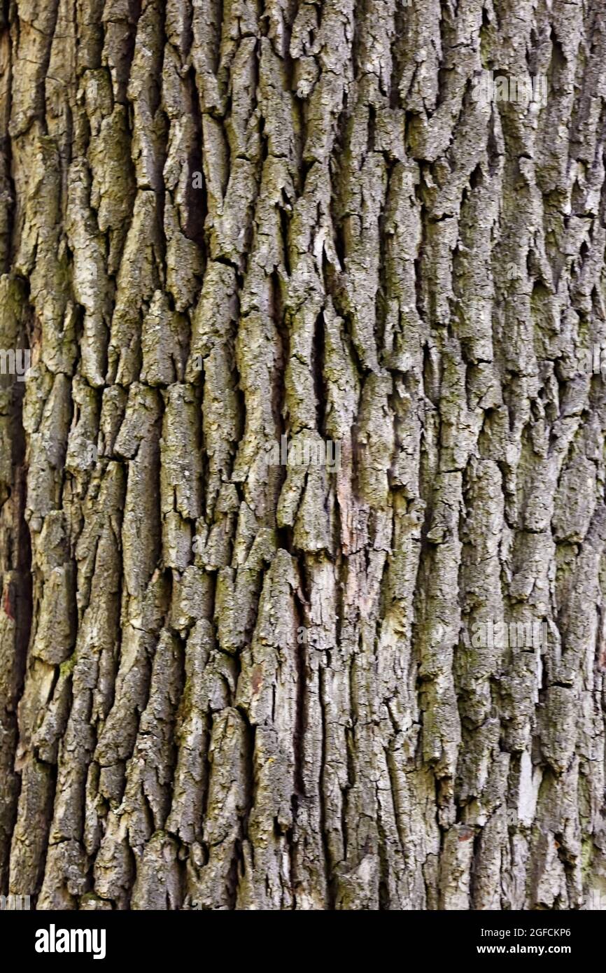 Old tree trunk texture background Stock Photo - Alamy