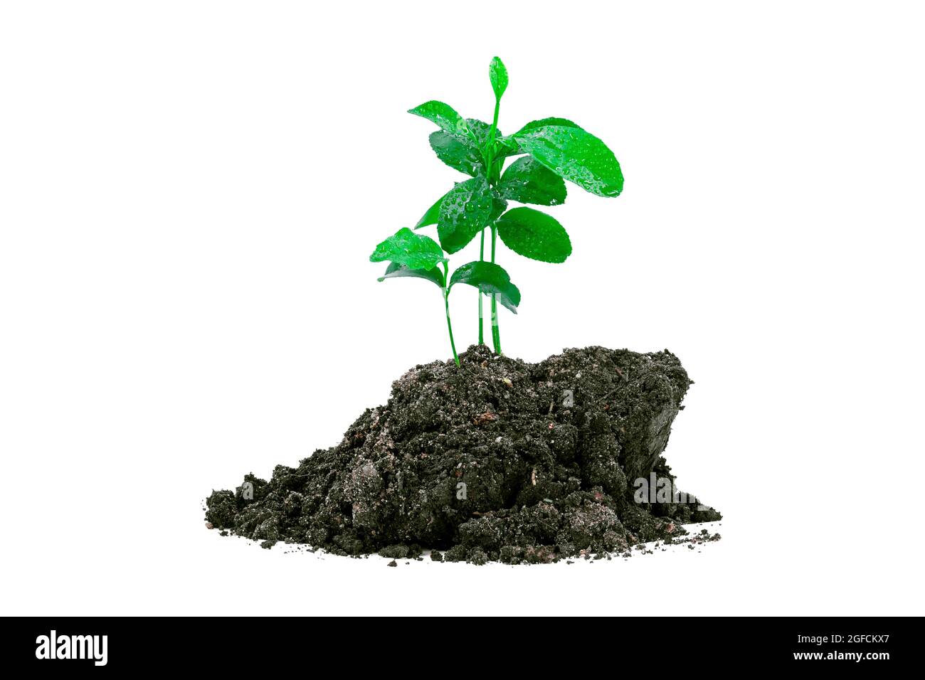 Close-up of a sapling of a tree emerging from a mound isolated on a ...