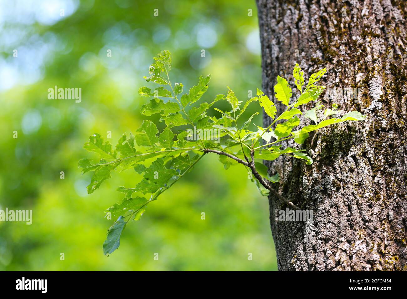 Tree trunk with green branch Stock Photo - Alamy