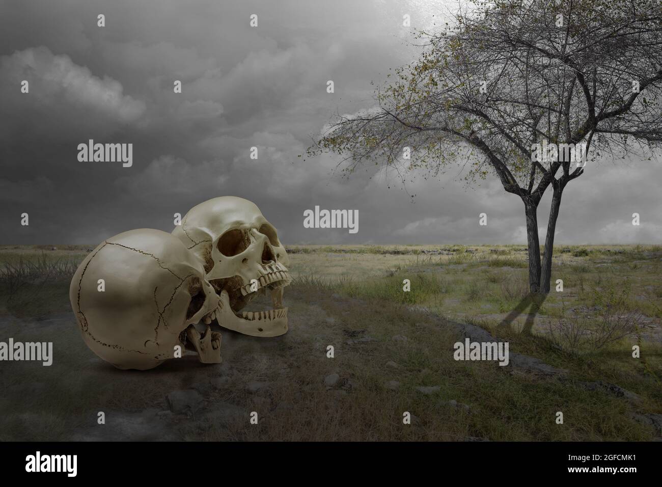 Human skull on the grass with the night scene background Stock Photo ...