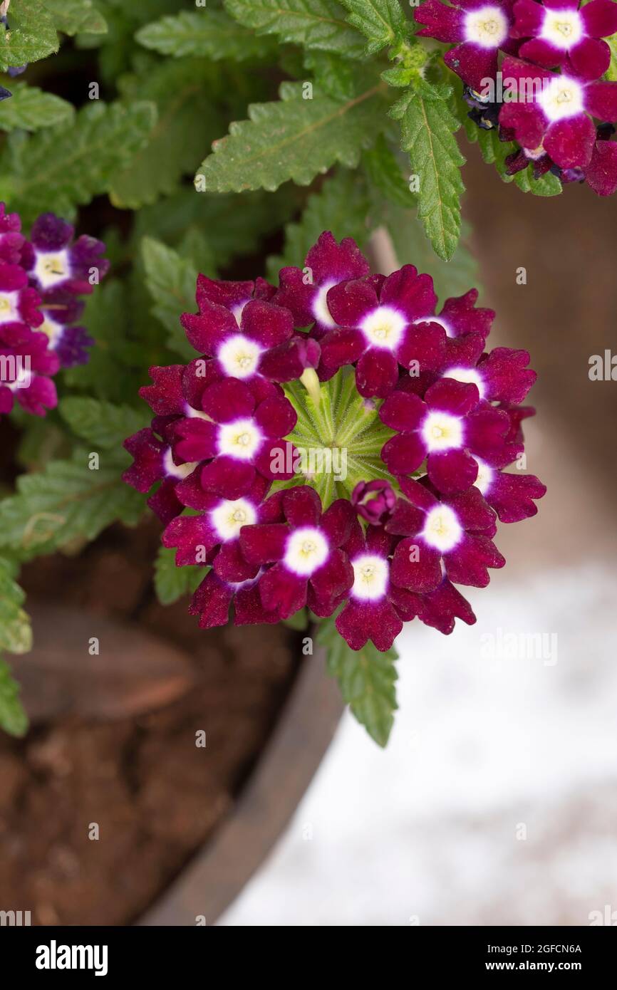 Purple garden verbena top view, Verbena hybrida, Pune, Maharashtra ...